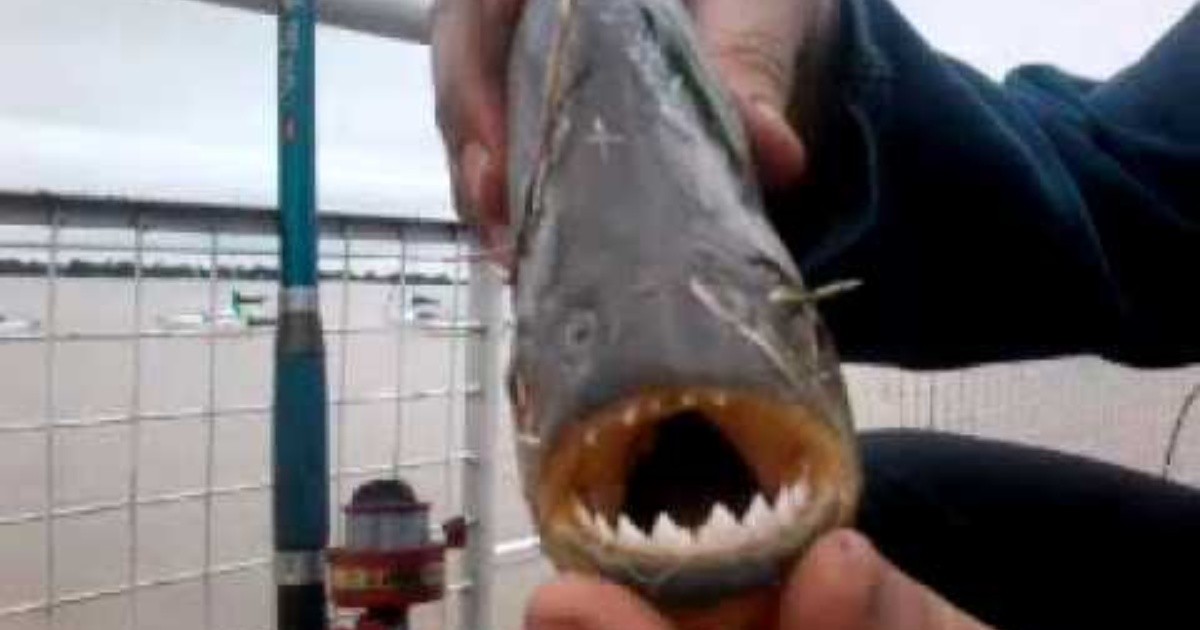 Así atacan las palometas en el Paraná | Rosario3