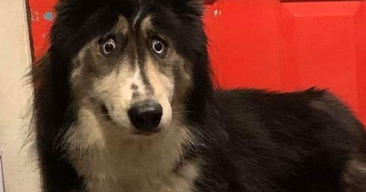 Foto: perrita con extraña mirada consiguió un hogar | Rosario3