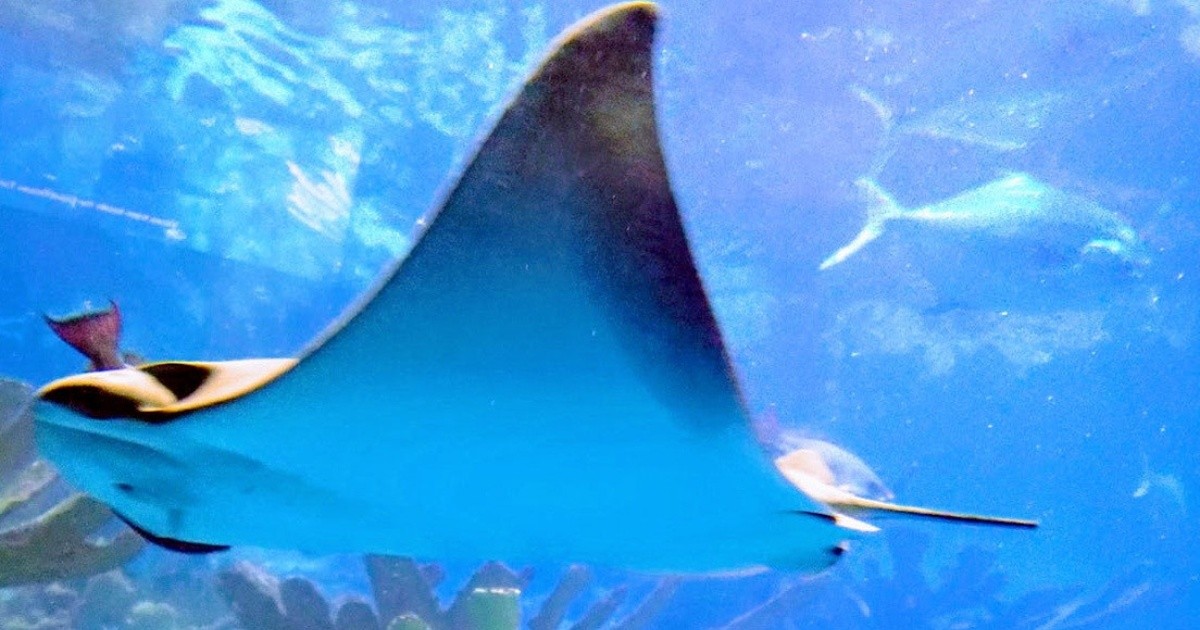 Foto: la única mantarraya rosa conocida del mundo fue captada en imagen ...