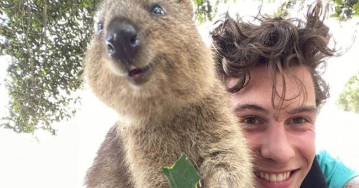 Quokka: el animal más feliz del mundo | Rosario3