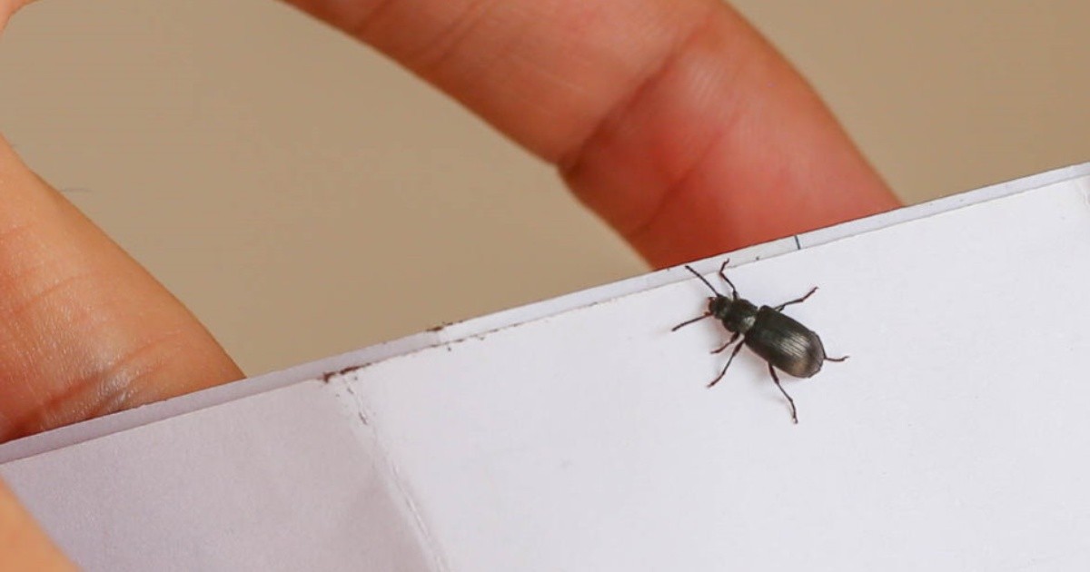 Insecto rompe cuarentena: qué son esos extraños bichitos negros y ...