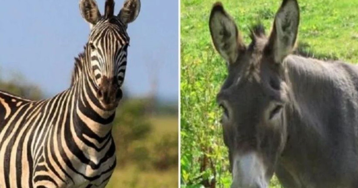Nació un híbrido entre cebra y burro y generó revuelo | Rosario3