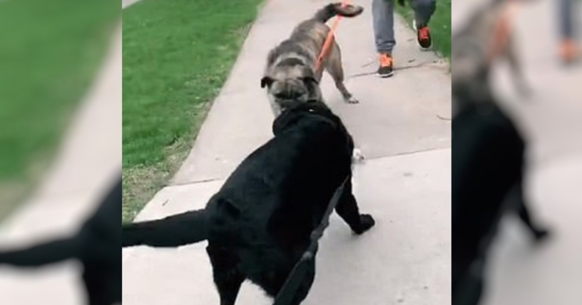 Choque de hocicos: video muestra el reencuentro de dos perros en la ...