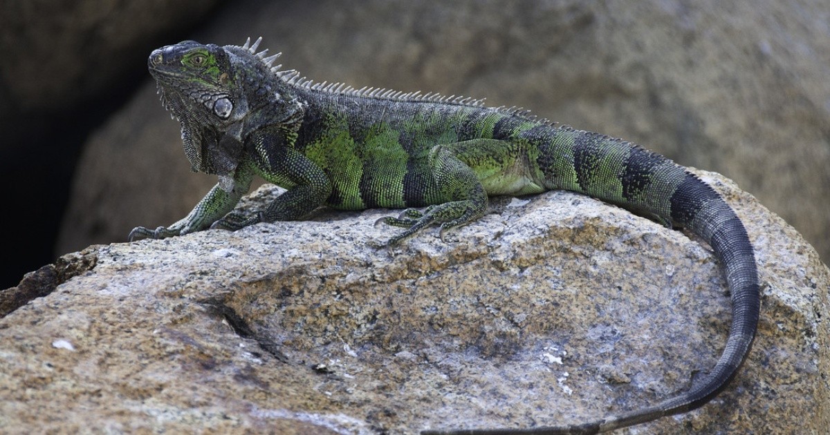 Foto: una nueva especie de iguana fue descubierta en el Caribe | Rosario3