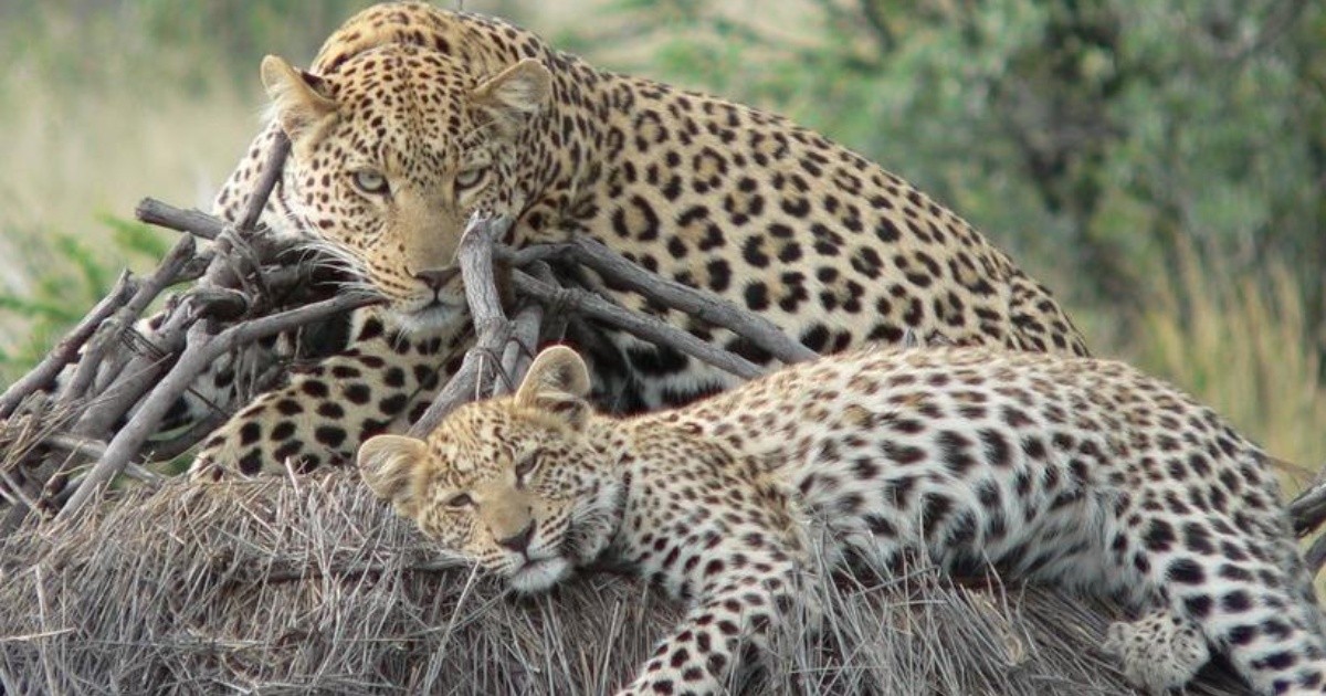 Video: la tierna manera en que una mamá leopardo lleva a sus crías a la ...