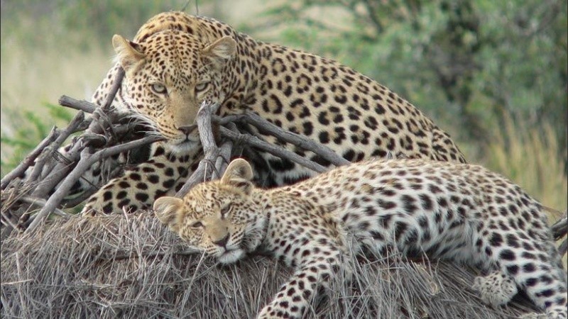 Video: la tierna manera en que una mamá leopardo lleva a sus crías a la ...
