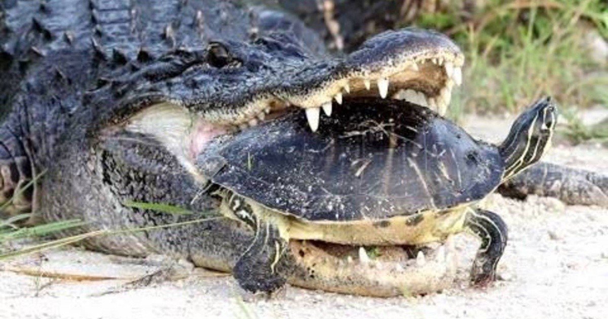 Video: un cocodrilo quiere comerse una tortuga, fracasa y se vuelve ...