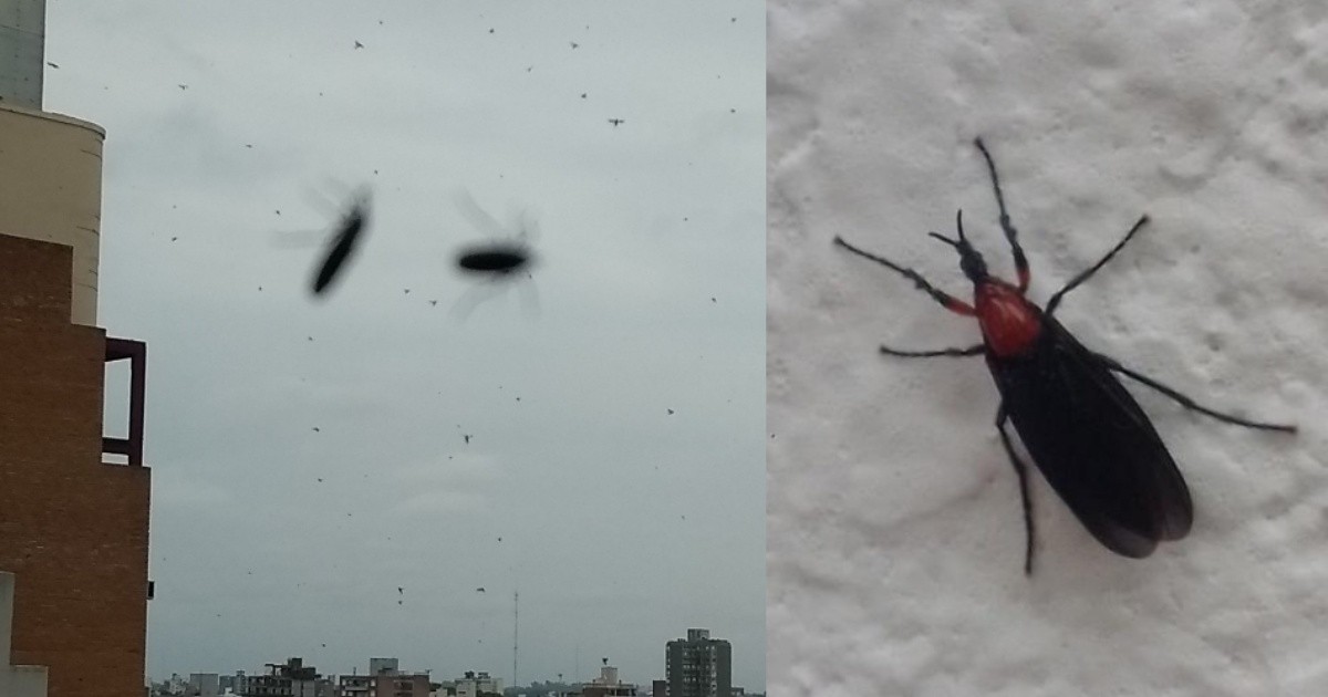 La invasión de los bichos negros (parte II) | Rosario3