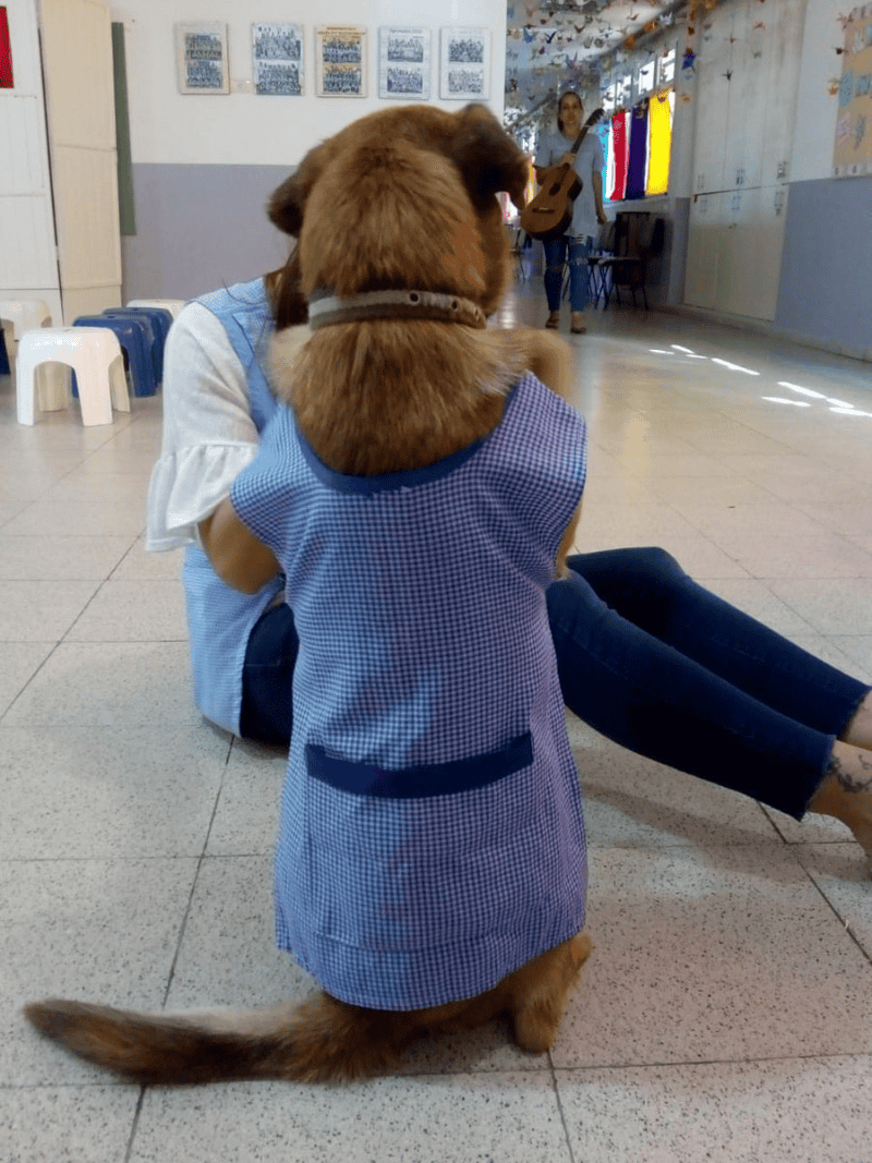 Fatiga, el perro abanderado de un jardín de infantes volvió a ser ...