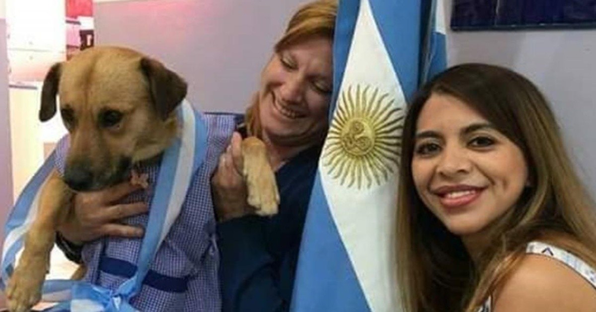 Fatiga, el perro abanderado de un jardín de infantes volvió a ser ...