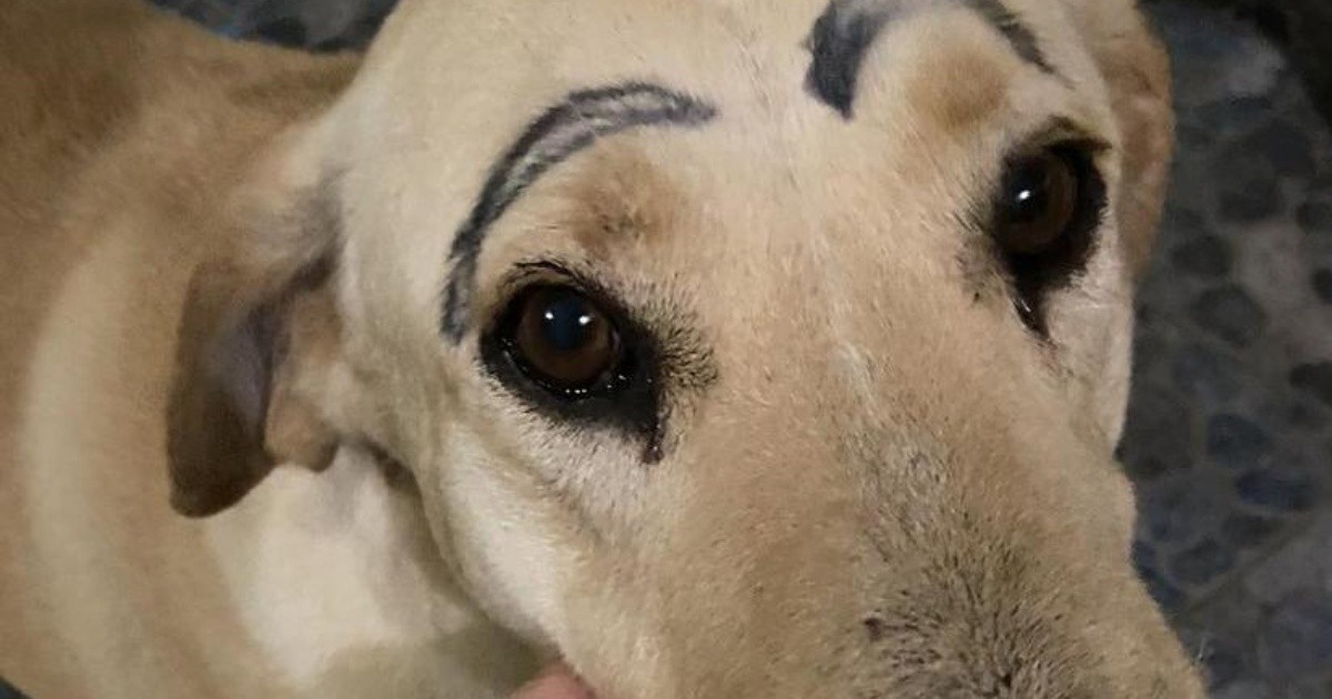 Foto: un perro salió de su casa, regresó con las cejas pintadas y se ...