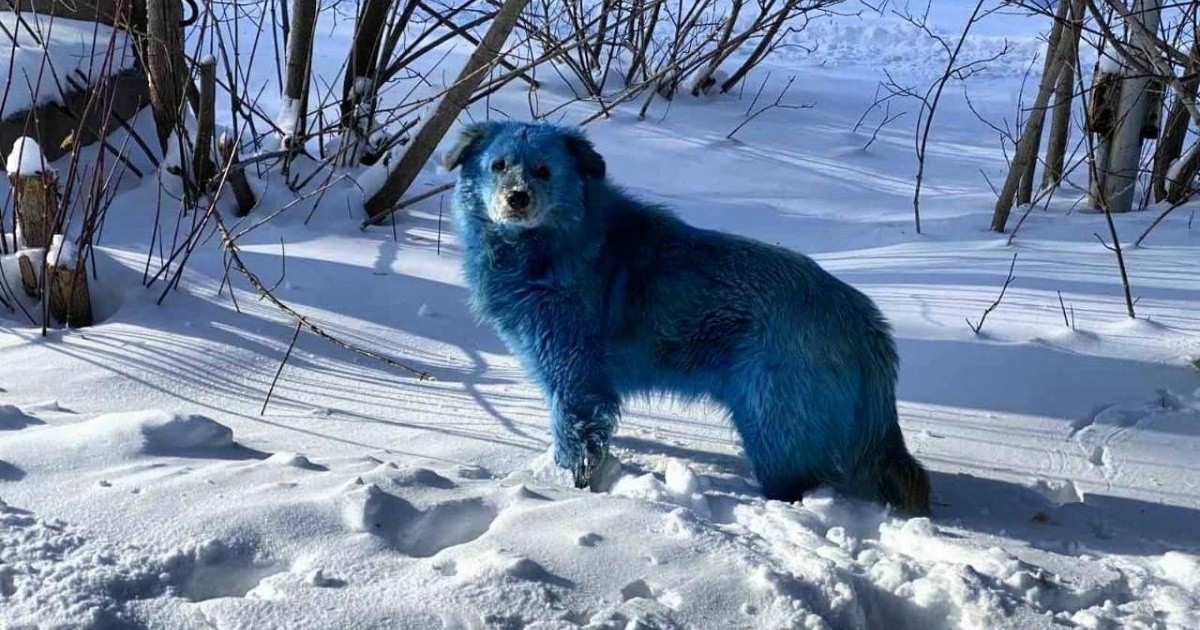 Fotos: varios perros con pelaje azul sorprenden a una ciudad rusa ...