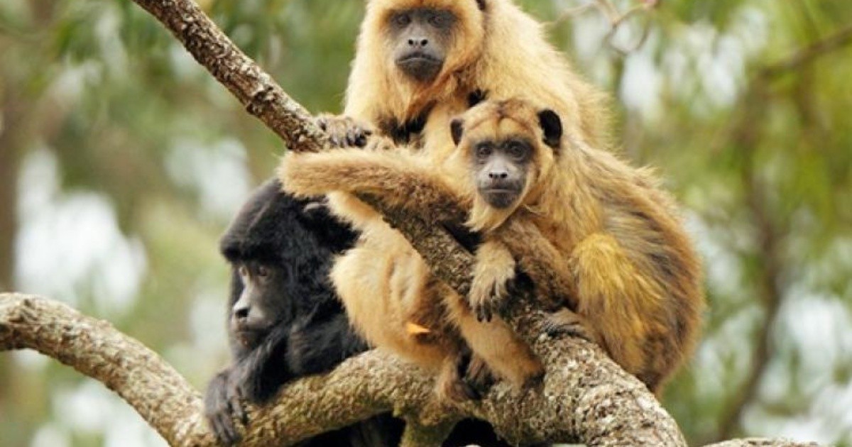 Brasil: vacunan a los monos para evitar una pandemia de fiebre amarilla ...