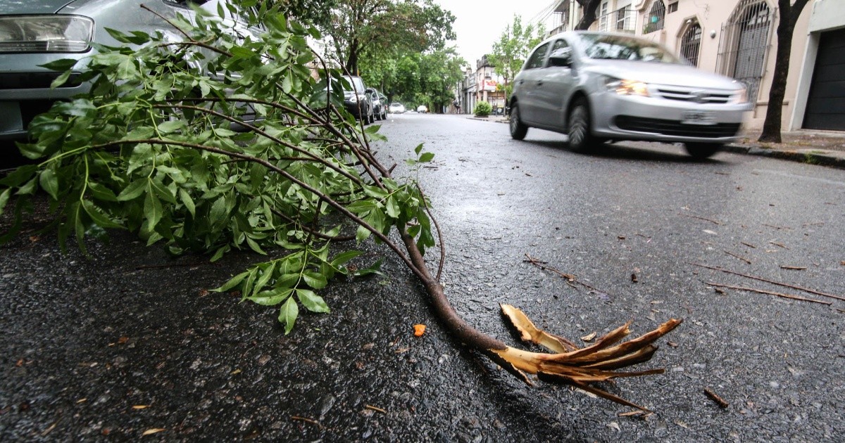 La tormenta tumbó veintena de árboles y ramas: autos destrozados y ...