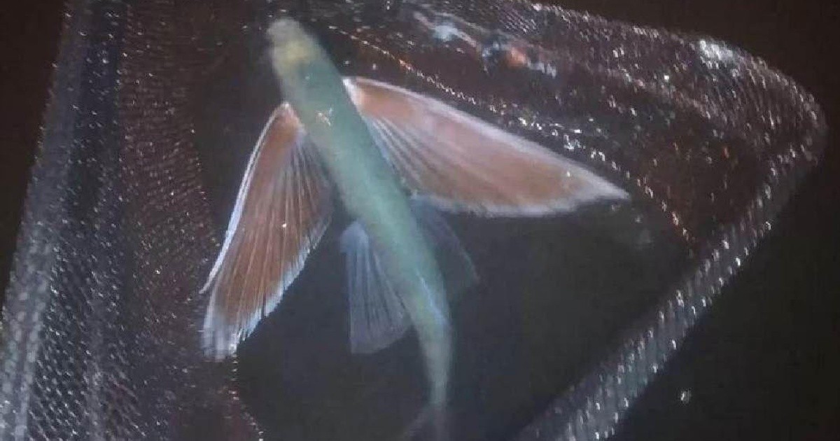 Foto: un exótico pez volador con cuatro alas sorprendió a pescadores ...