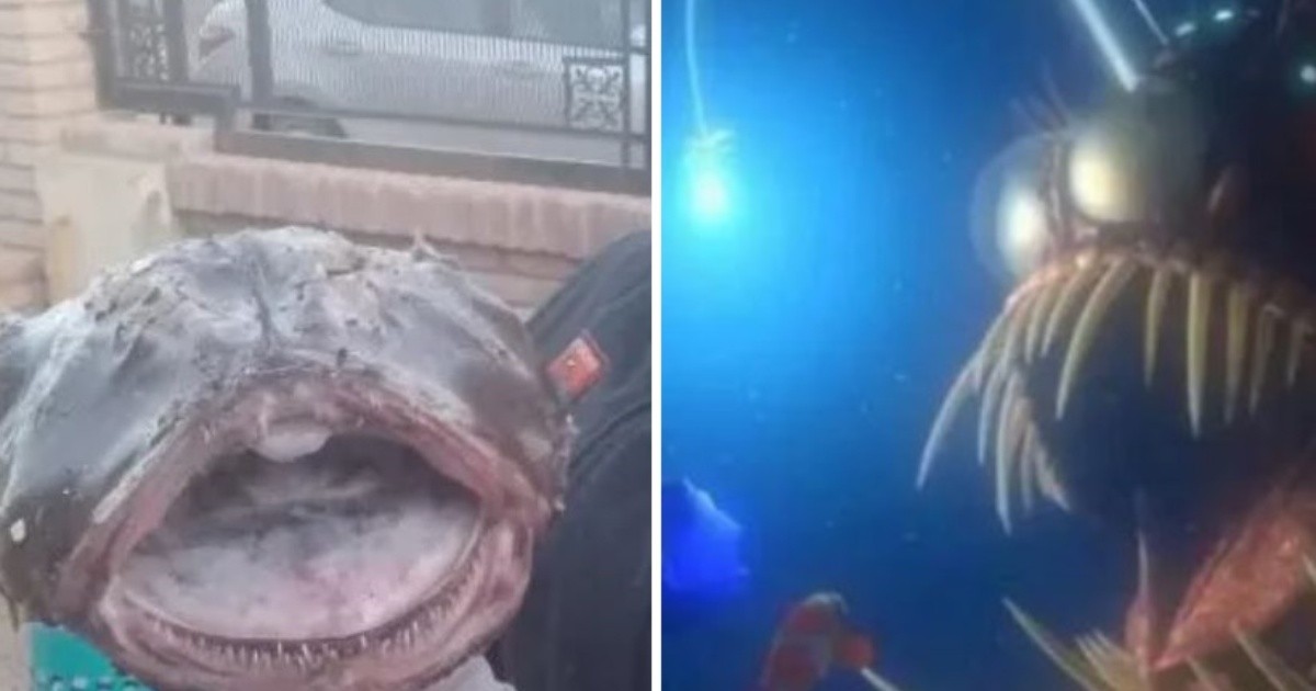 Foto: pescó un extraño pez con antena y colmillos en la Patagonia ...