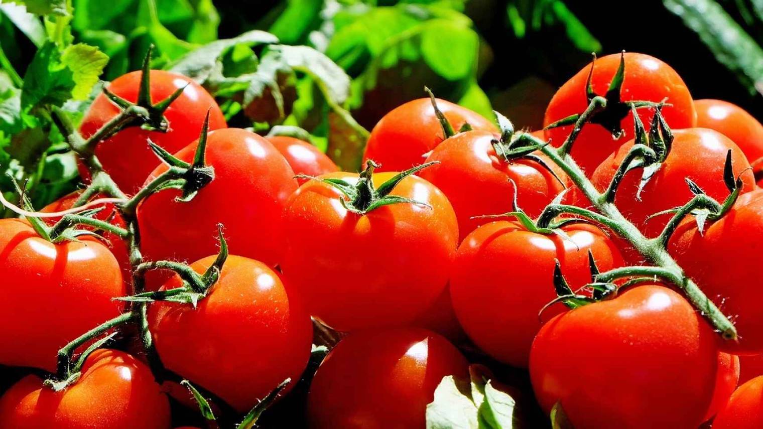 Investigadores rosarinos crearon 'súper tomates' más nutritivos y ...