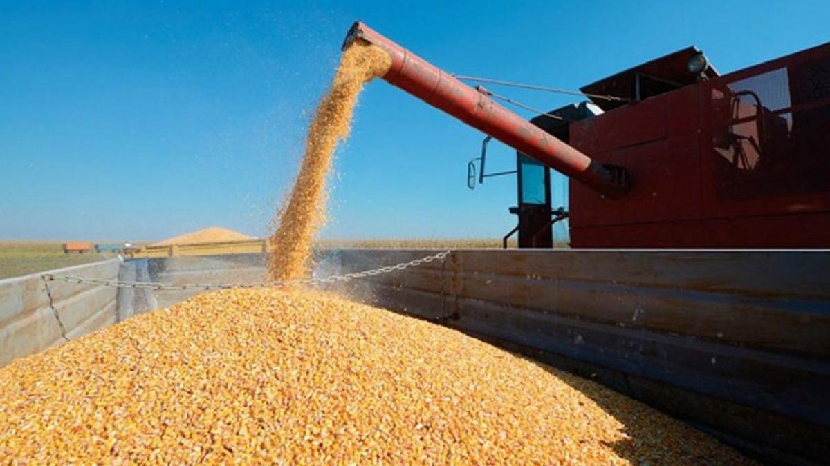 Cuáles son las razones que demoran la comercialización de granos ...