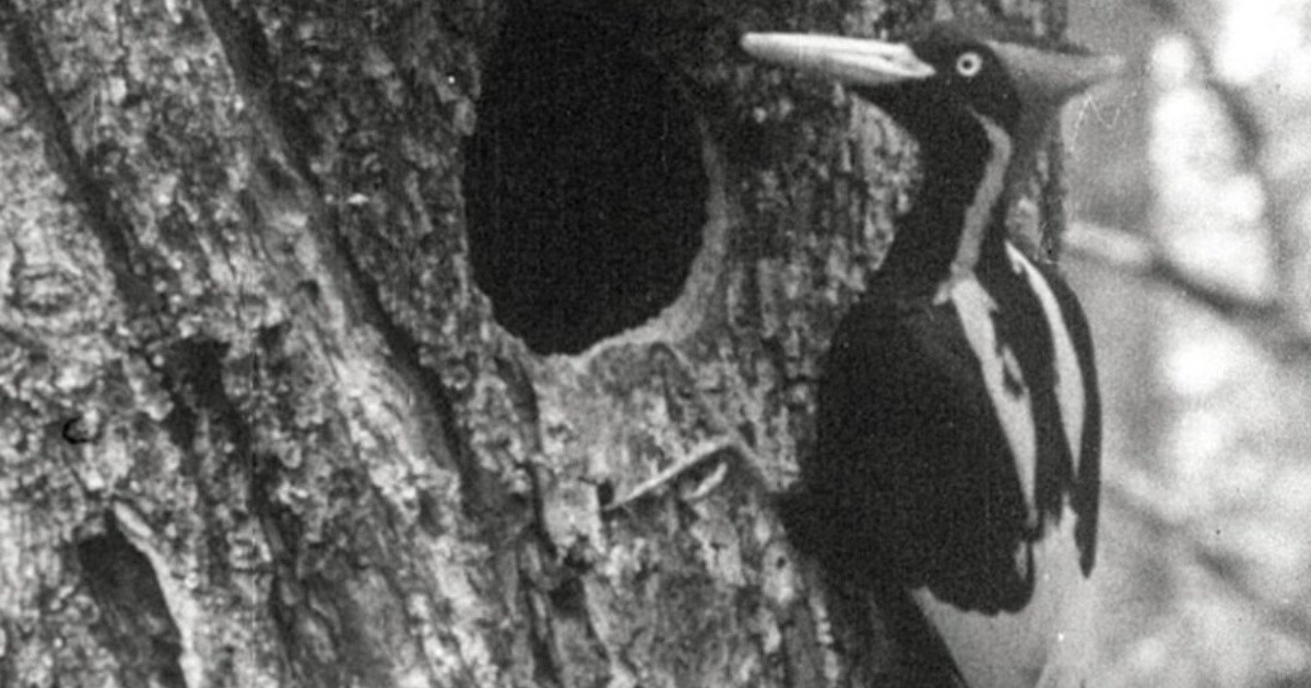 Alerta: se declaró extinto al pájaro carpintero real y a otras 22 ...