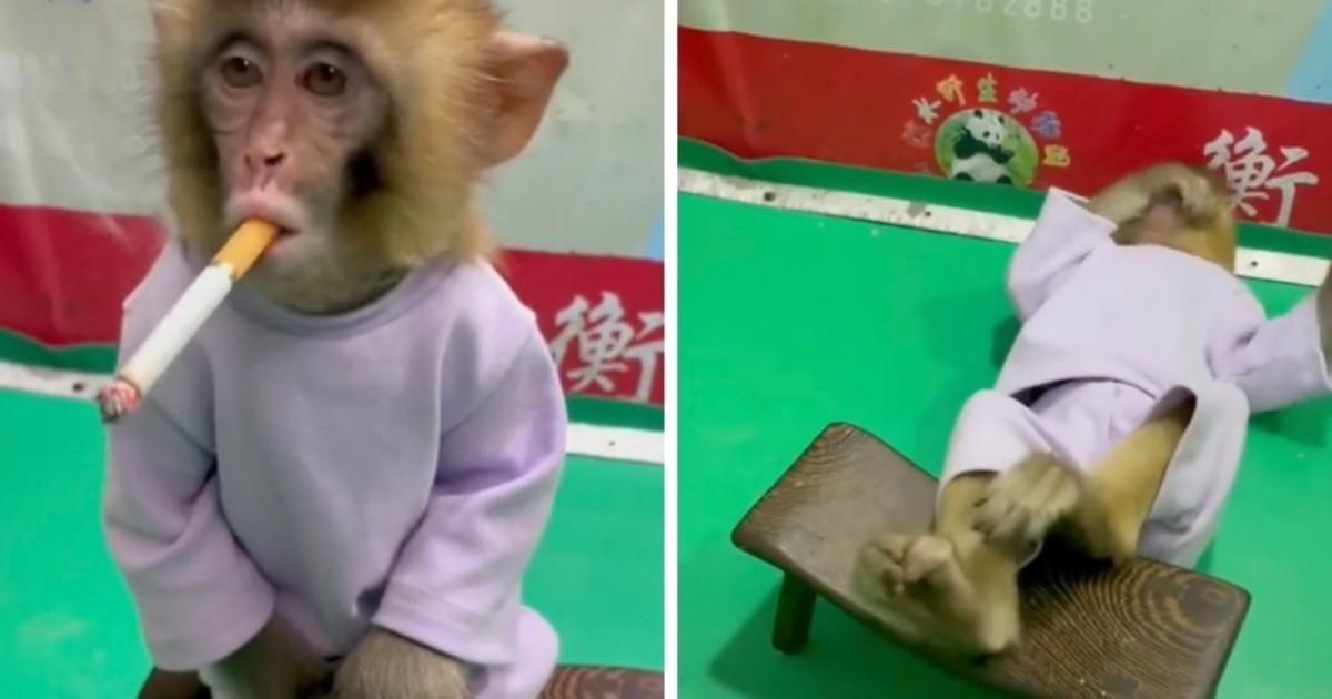 Video: denuncian a un zoológico que obligó a un mono bebé a fumar para ...