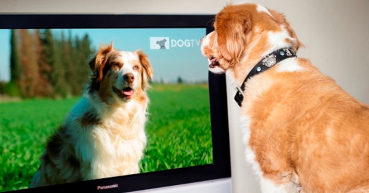 "DogTV", el canal de televisión creado especialmente para perros, llega ...