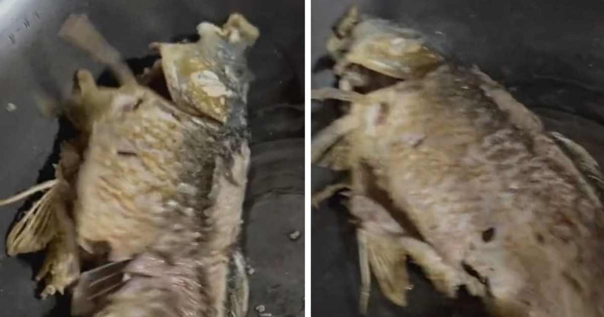 Video: "pez zombi" comenzó a moverse en la sartén y aterró al cocinero ...