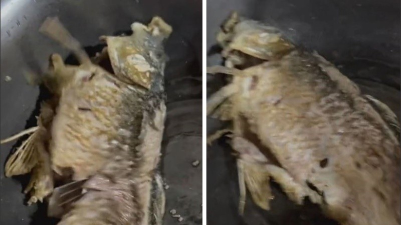 Video: "pez zombi" comenzó a moverse en la sartén y aterró al cocinero ...