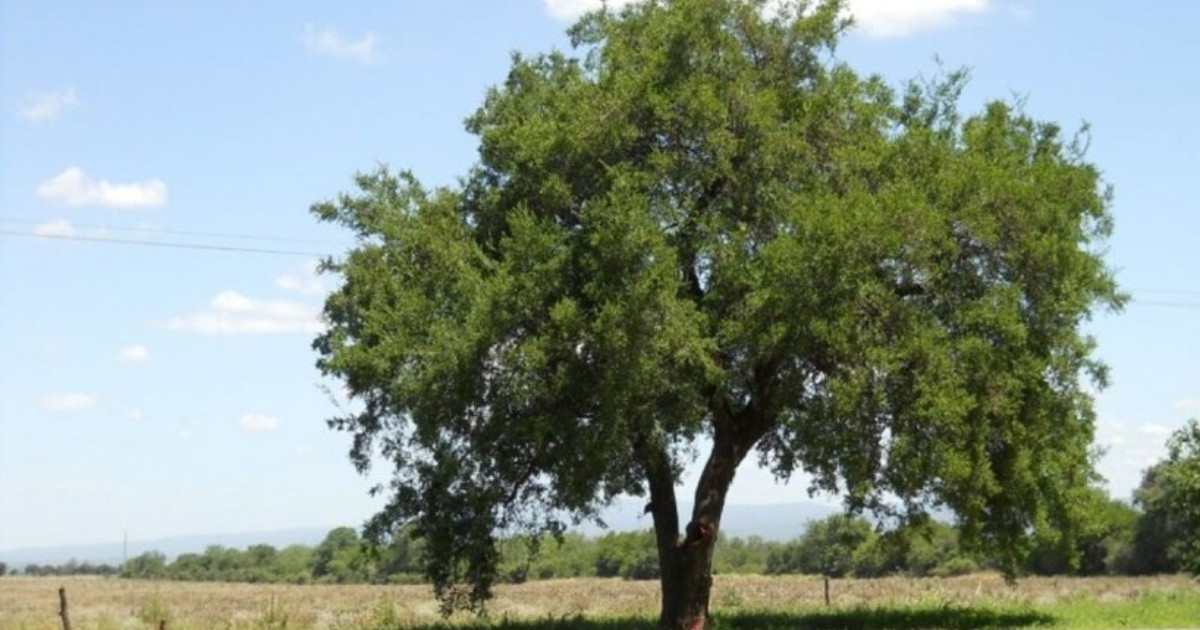 La Universidad Nacional del Nordeste lanzó “la ruta del quebracho ...