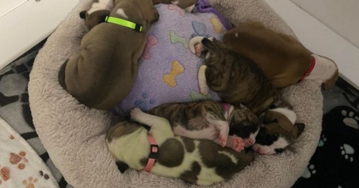 Fotos: apareció el famoso "perro verde" y sorprendió a una familia ...