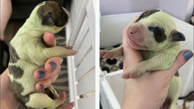 Fotos: apareció el famoso "perro verde" y sorprendió a una familia ...