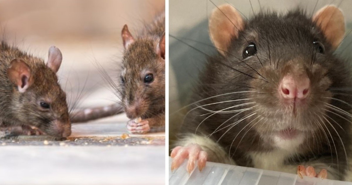 Alientan a tener ratas como mascotas y dicen que son "sociables ...