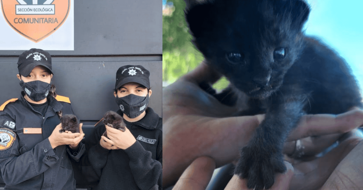 Rescataron dos pequeños gatos monteses en Santa Fe | Rosario3