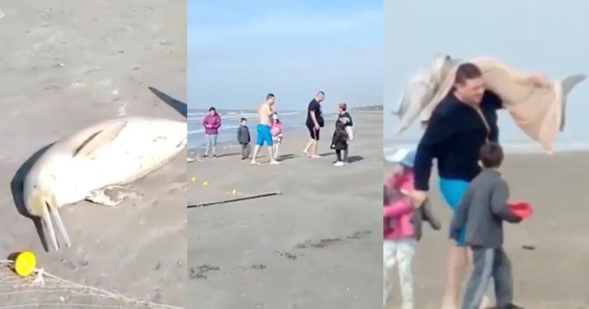 Video: repudio contra un hombre que capturó un delfín en peligro de ...