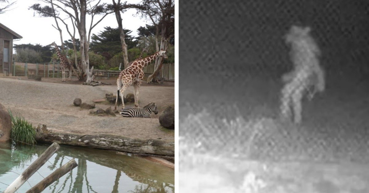 Foto: una extraña criatura fue vista en un zoológico y afirman que es ...