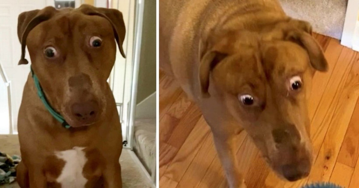 Videos: la perrita con cara de "sorprendida" que es furor en las redes ...