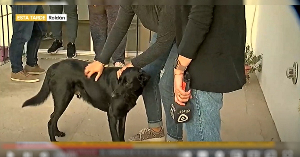 Final feliz para Toto: el perro que conmovió a todos por su historia de ...