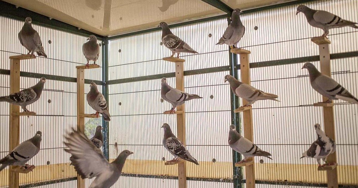 Cómo es el entrenamiento de las palomas mensajeras que compiten en ...