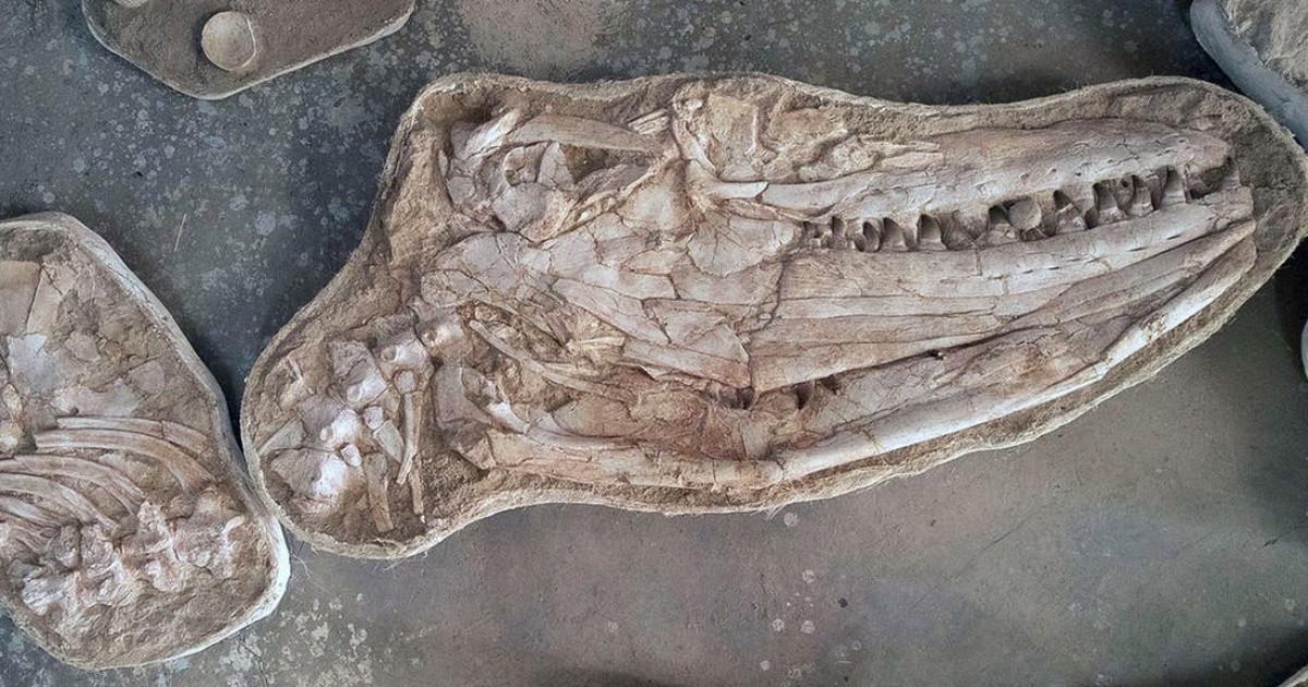 Descubren fósiles de nueva especie de dinosaurios que dominaron los ...