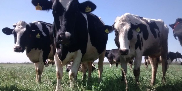 Made in Argentina: presentan la primera cepa vacunal del mundo para ...