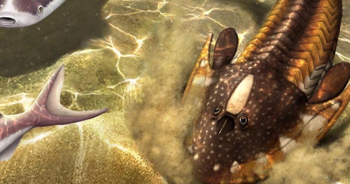 Otra evolución: de dónde venimos los humanos, del mono o del tiburón ...