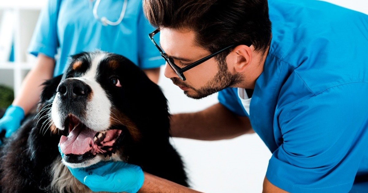 Una mirada sobre salud animal y salud pública | Rosario3