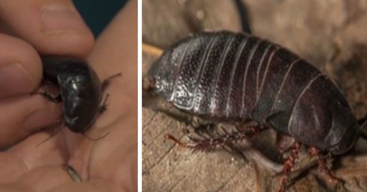 Fotos y video: encontraron en Australia una cucaracha que se creía ...