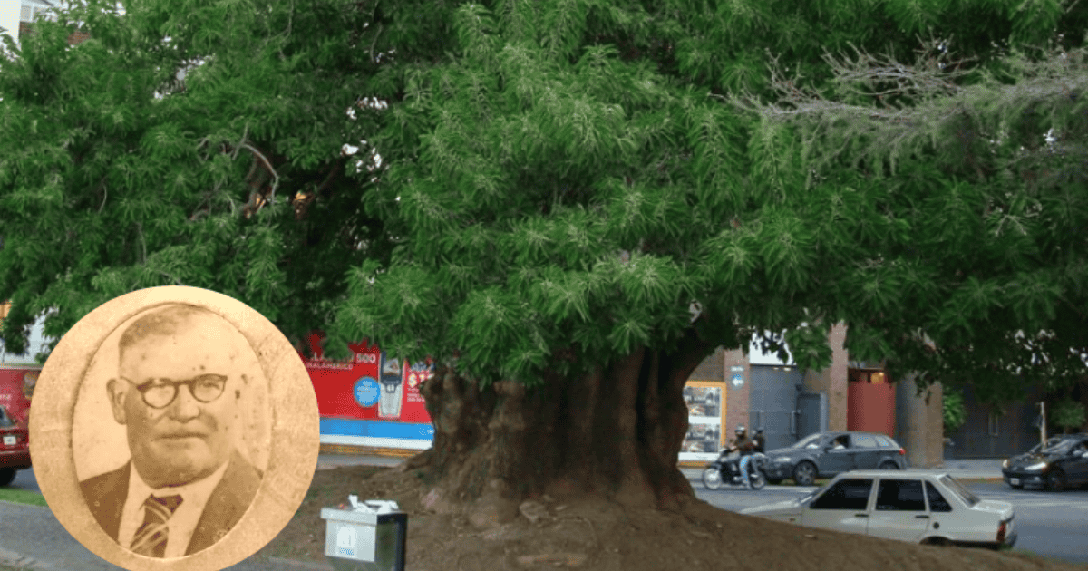 "El Ombú del Abuelo": la historia detrás del árbol centenario caído en ...
