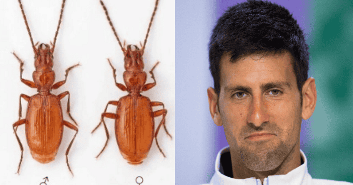 Científicos serbios descubrieron un nuevo insecto y lo nombraron Novak ...
