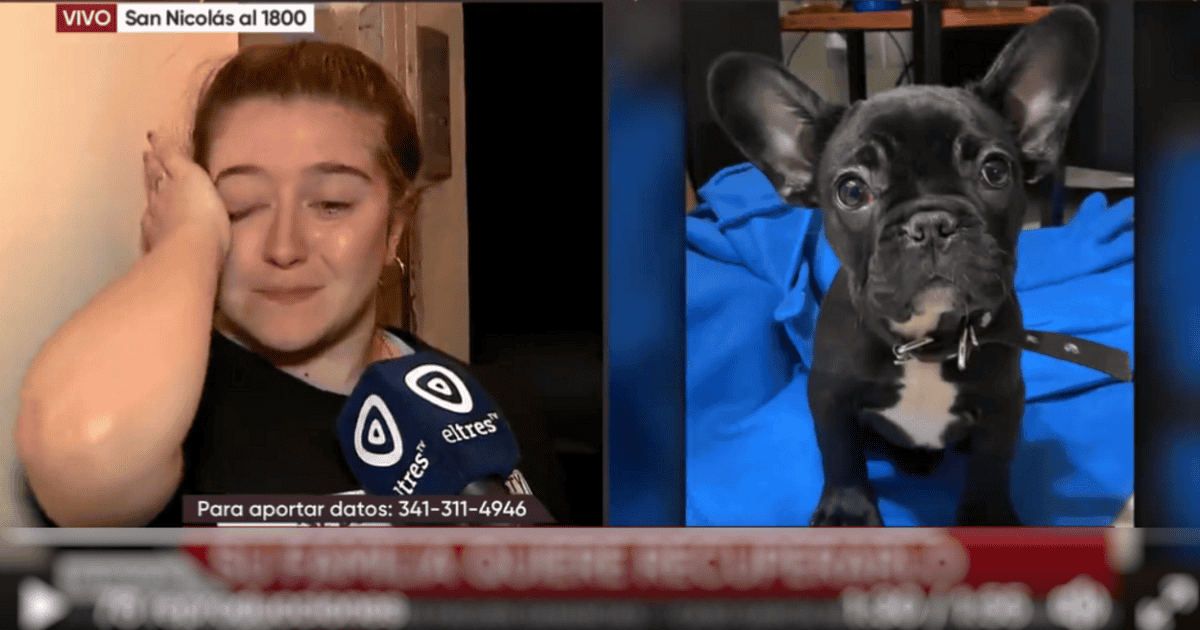 La desesperada búsqueda de Odín, un bulldog francés robado en barrio ...