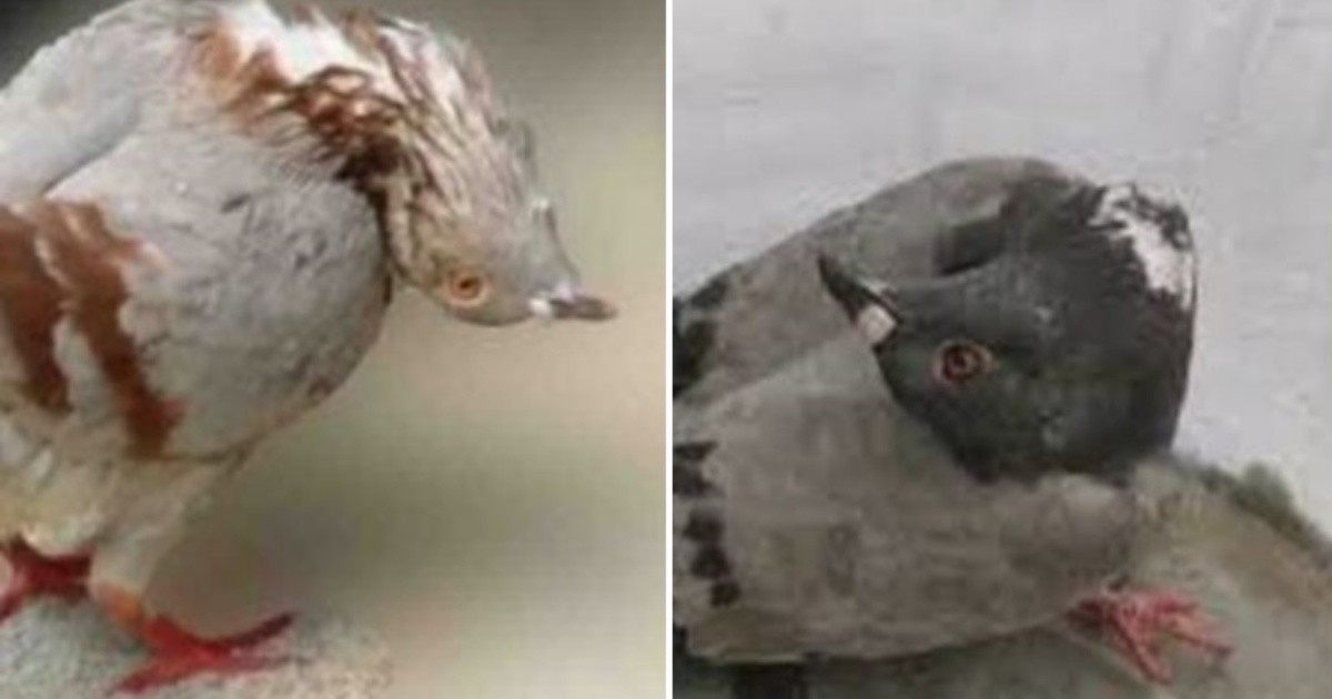 Videos: palomas "zombis" pusieron en alerta a varias zonas del Reino ...