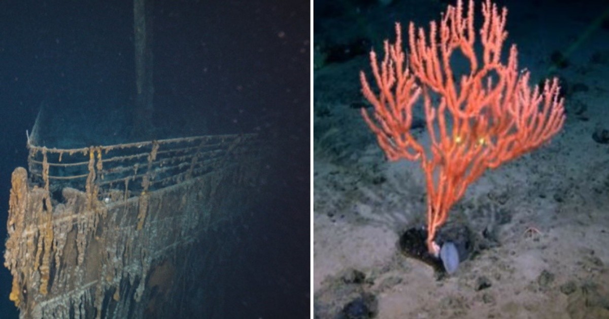 Video: el misterio del extraño "blip" del sonar que se escuchó cerca de ...