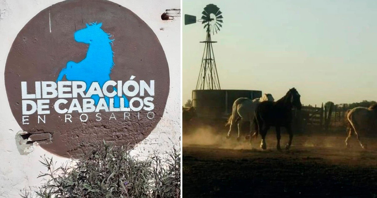 Liberación de Caballos, la ONG rosarina que necesita ayuda para seguir rescatando equinos ...
