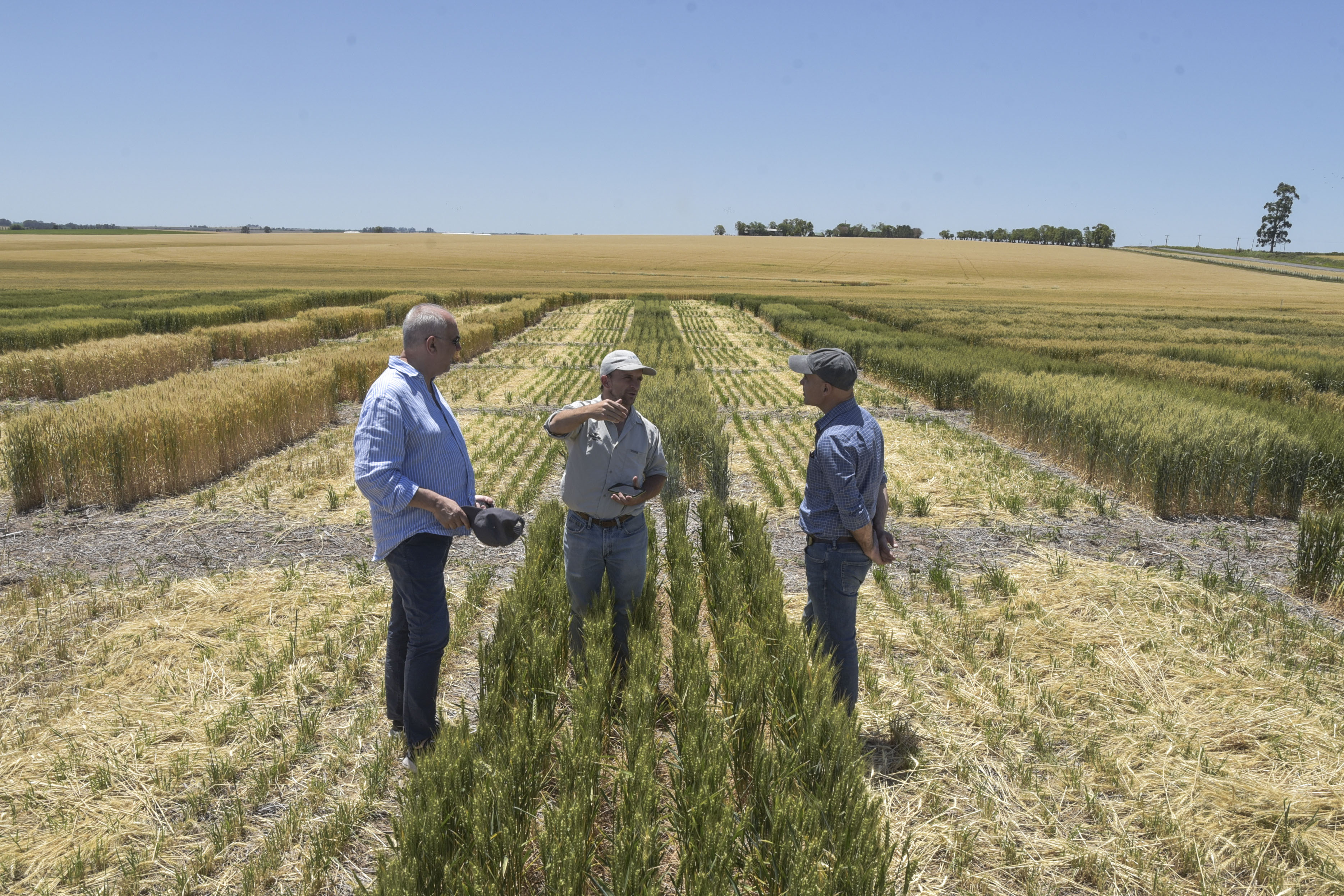 En medio de la seca, el Gobierno elogió el Trigo HB4: 'mejora el ...