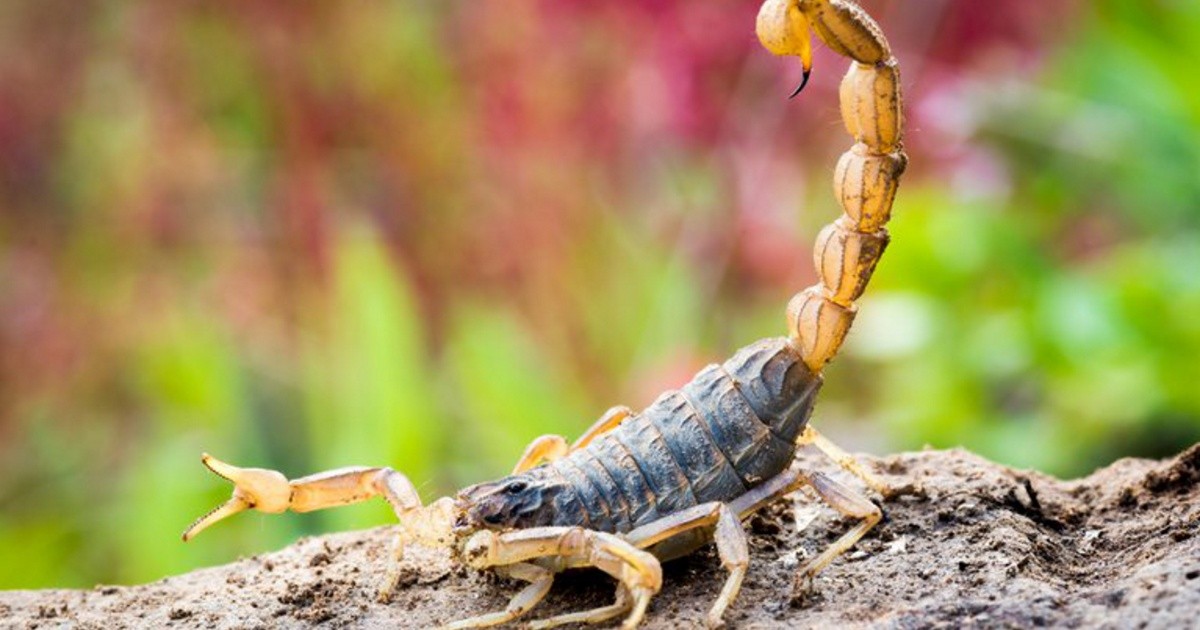 Emerger: cuidados y prevención ante la aparición de alacranes | Rosario3